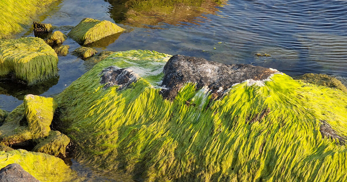Algae bio-material | Aalto University